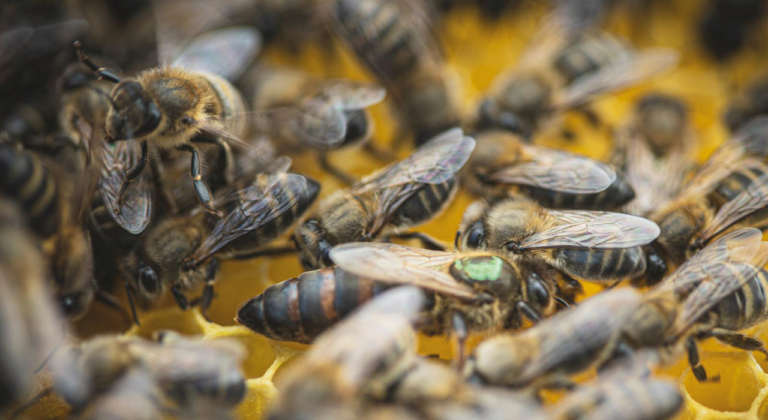Abeja Negra de Cantabria – Venta de enjambres, reinas y jalea real